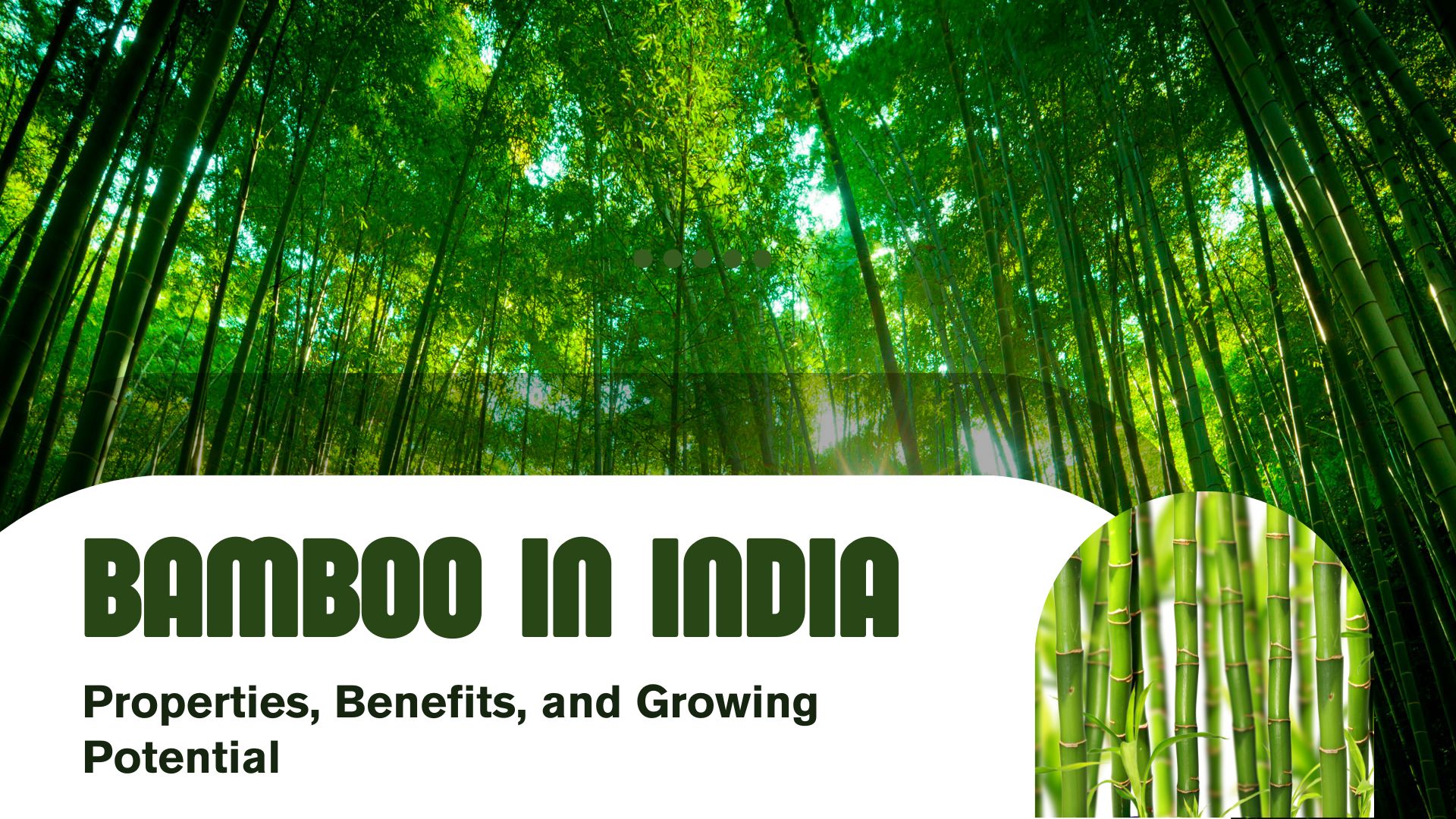 Bamboo in India: Properties, Benefits, and Growing Potential
